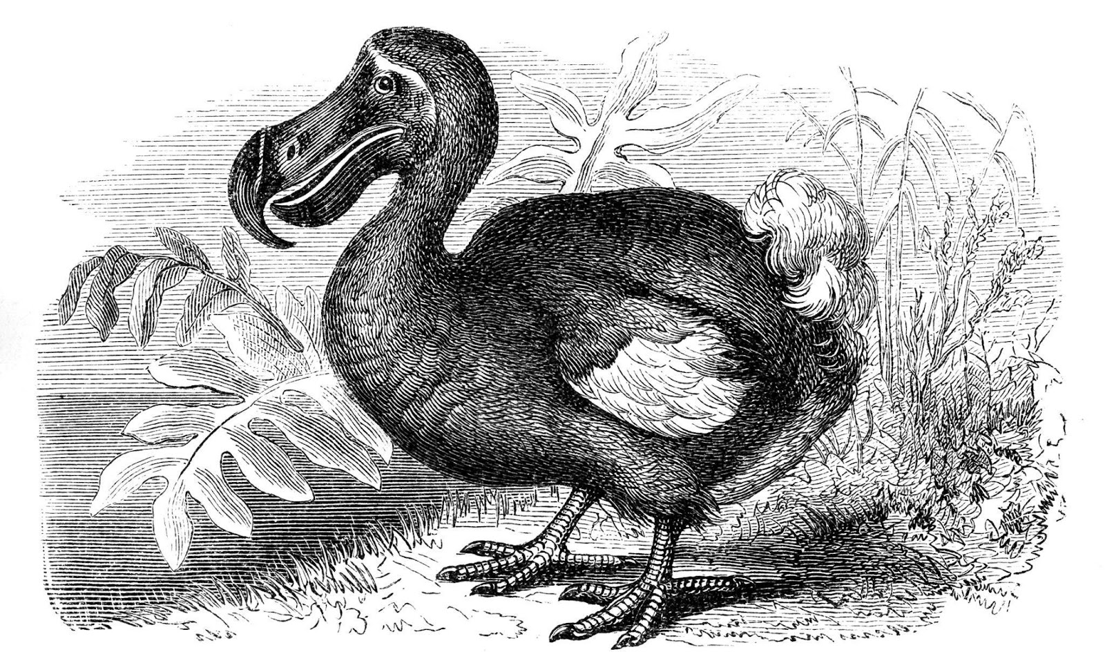 Den fantastiske verden av rare fugler - Chemwatch