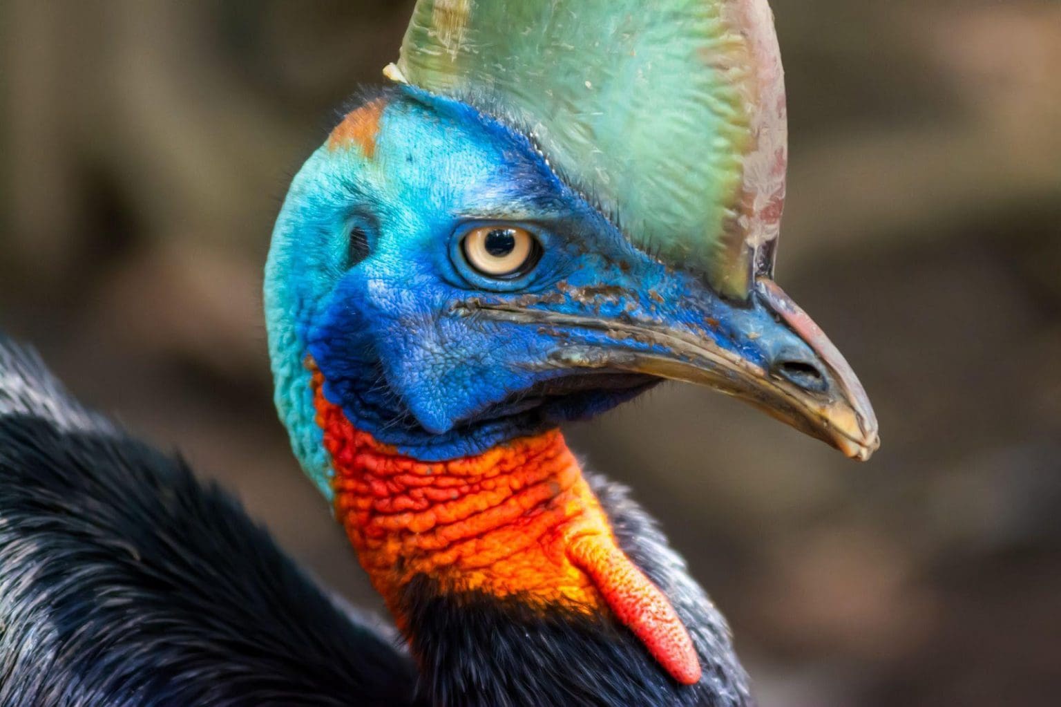 De wondere wereld van rare vogels - Chemwatch